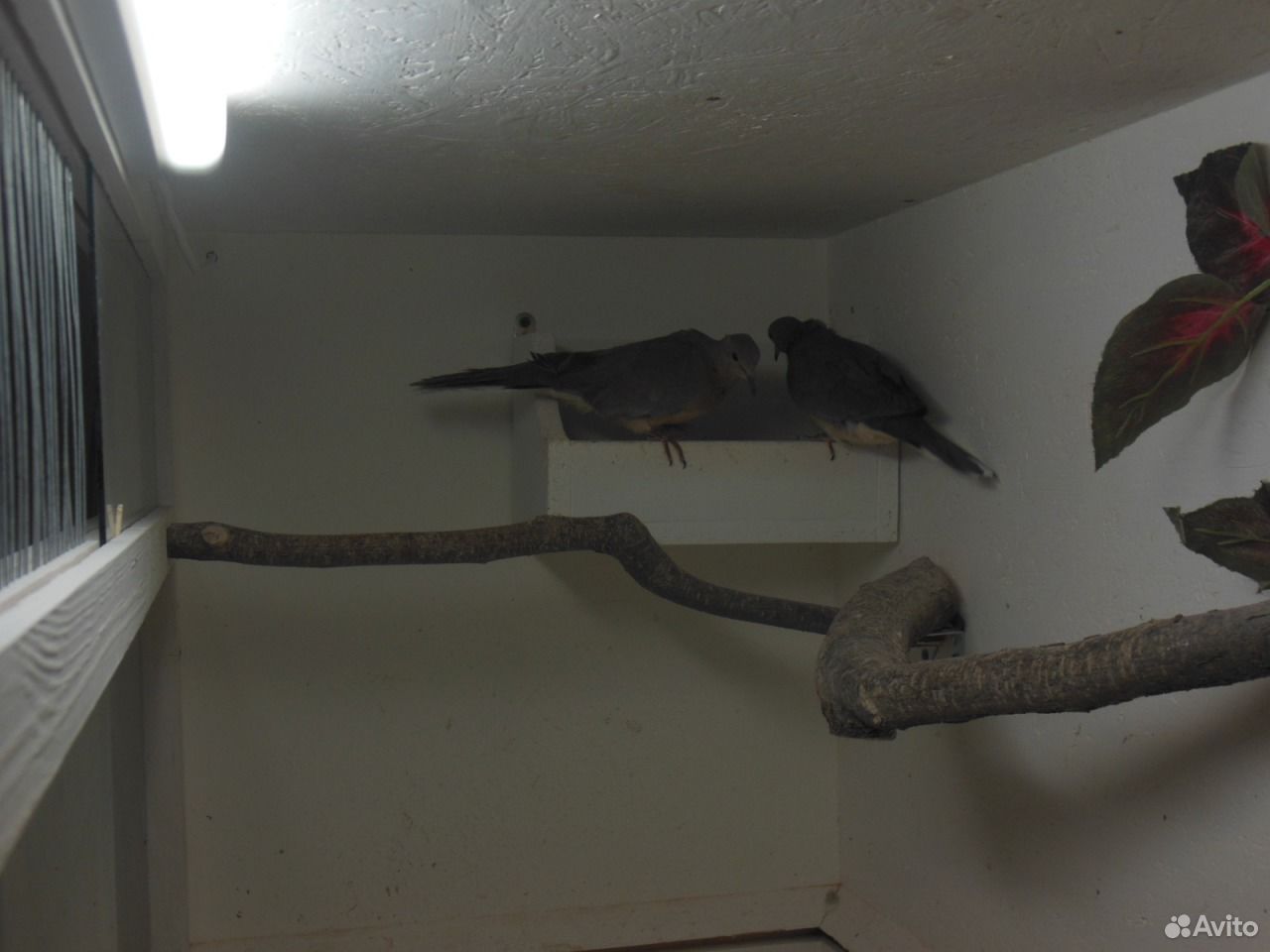 Сенегальские горлицы