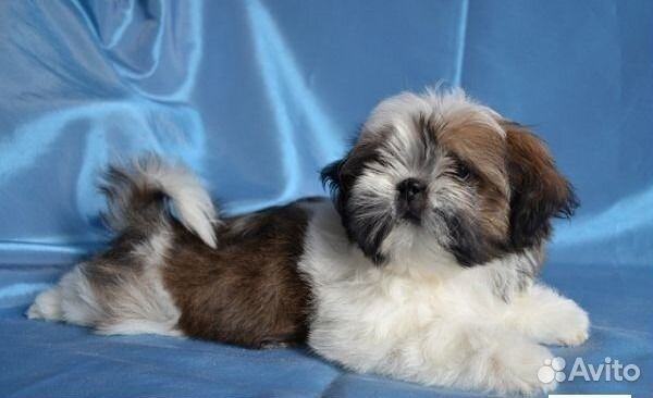 Идеальные Ши-тцу