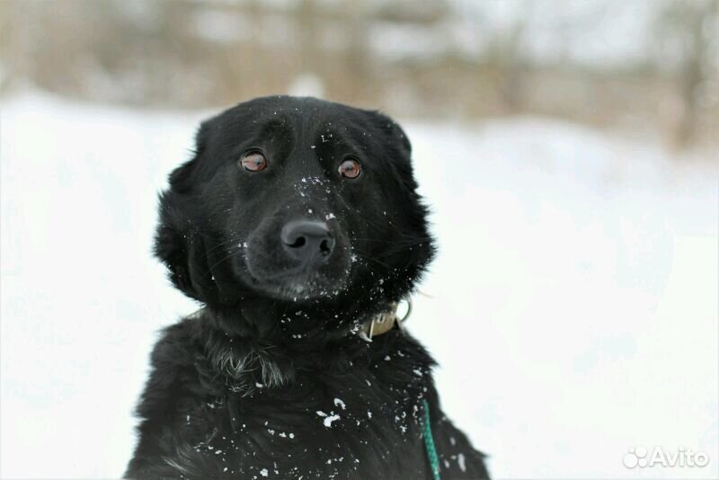 Собака в добрую семью