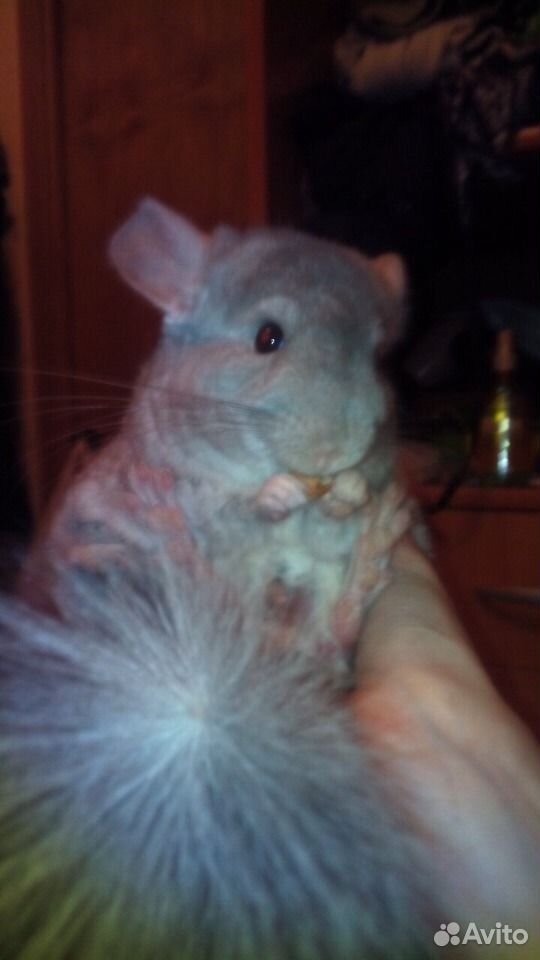 Шиншилла с клеткой