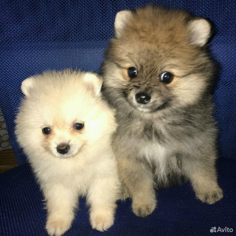 Детишки-мишки