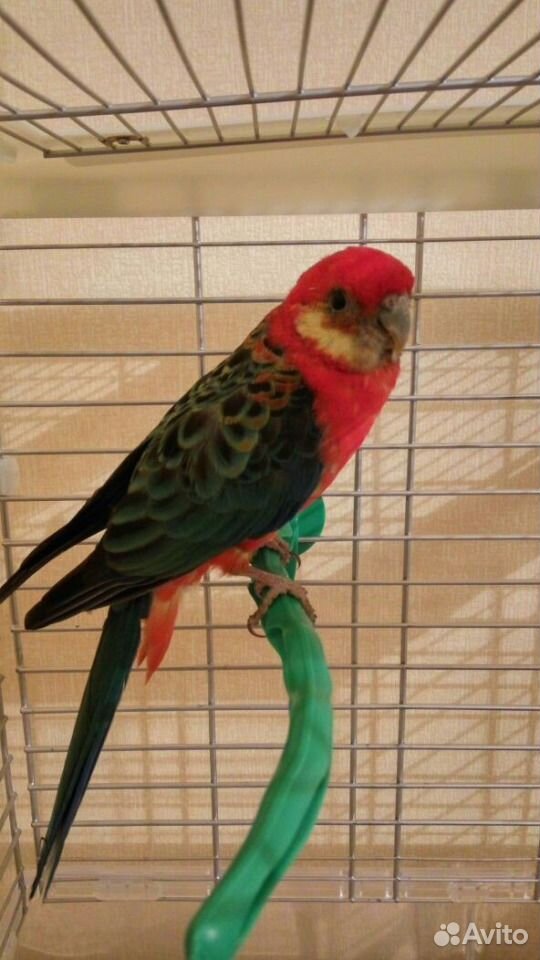 Самец желтощекой розеллы