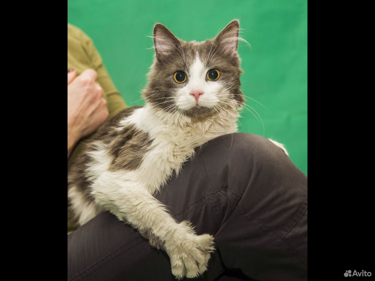 Котик Арсений в добрые руки