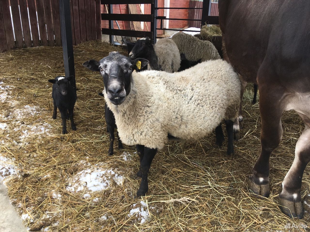 Бараны романовской породы