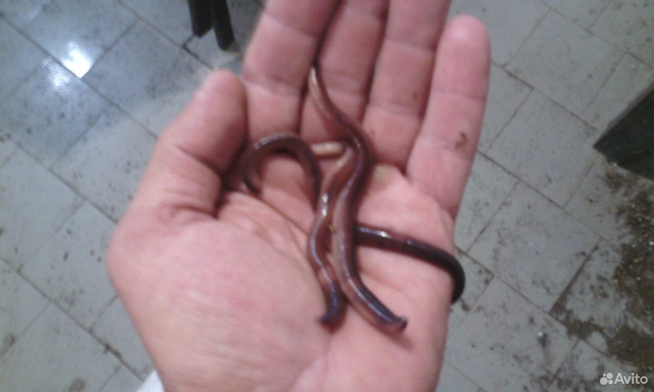 Дендробена опт, мелкий опт