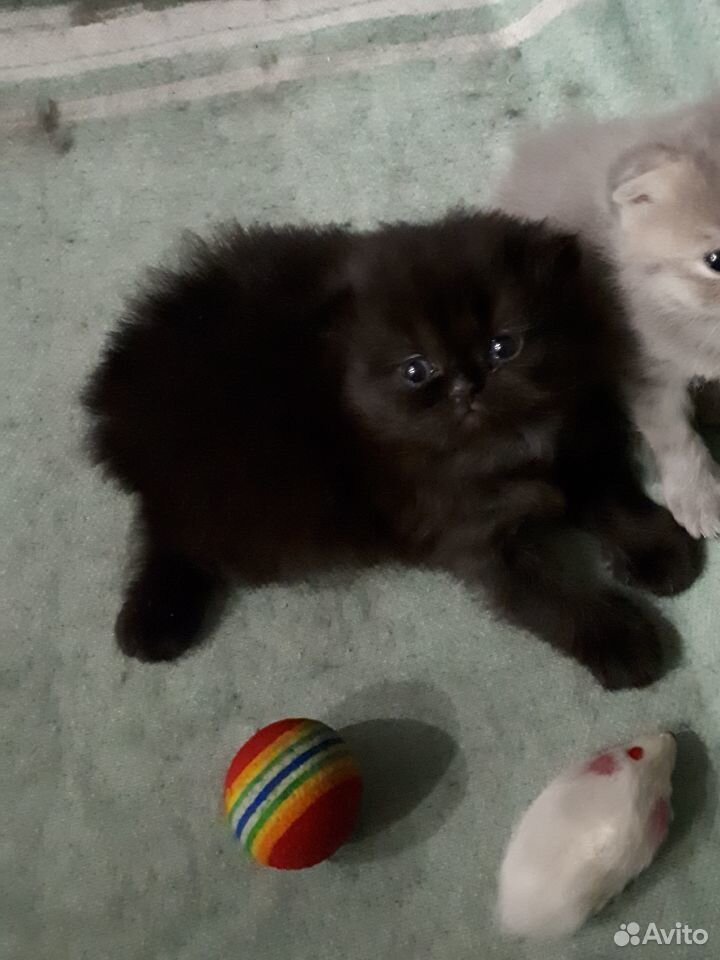 Шотландский Пушистик