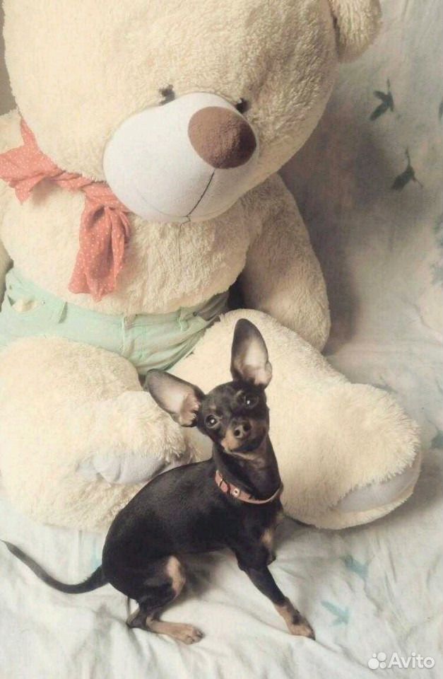 Той-терьер. М. Вязка