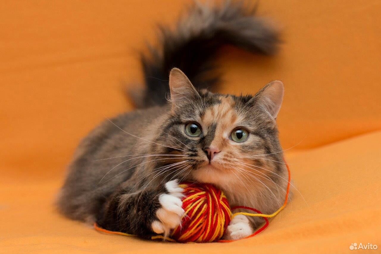 Роскошная кошка Эльза в поисках компаньона