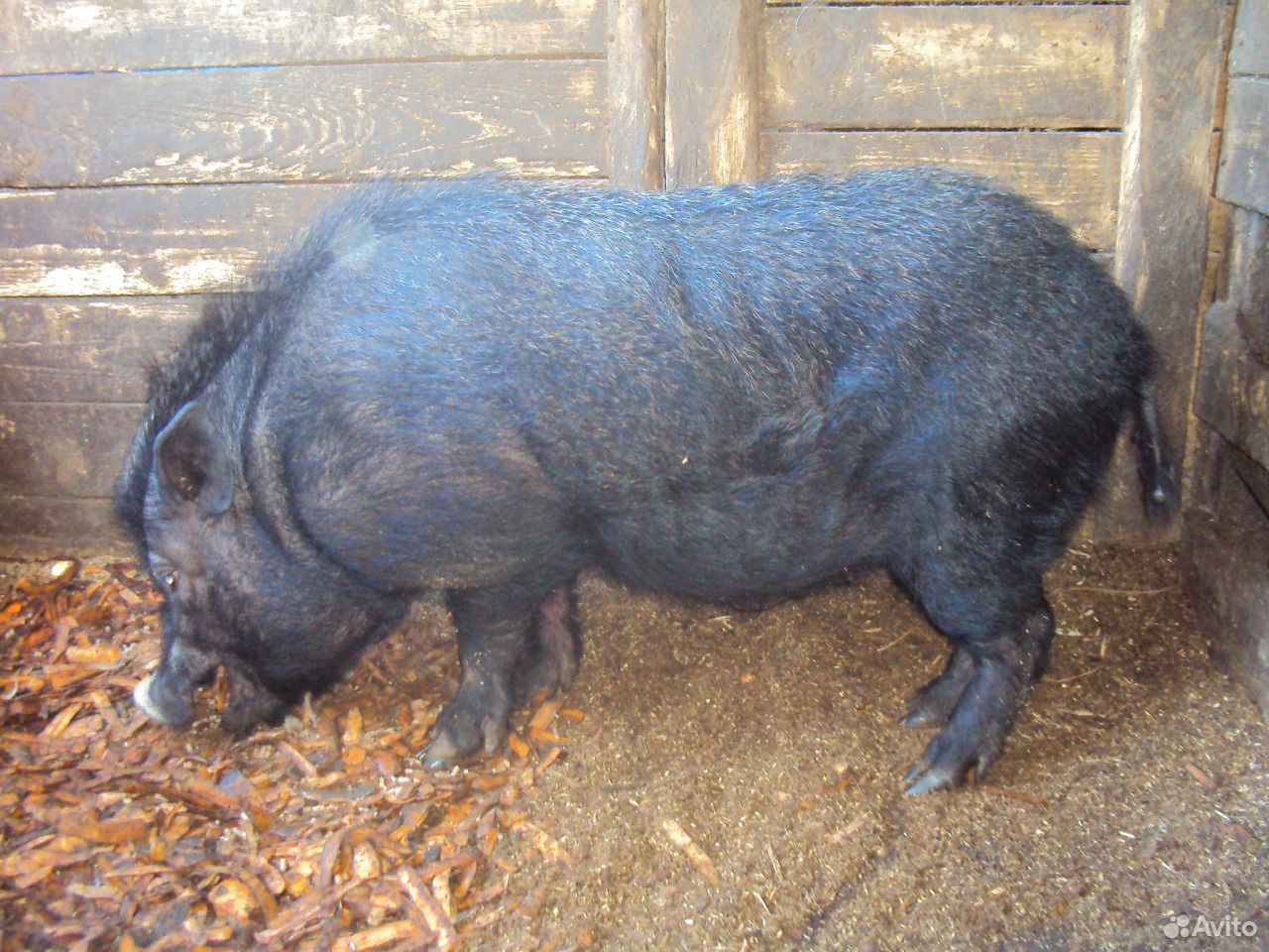 Продам хряка