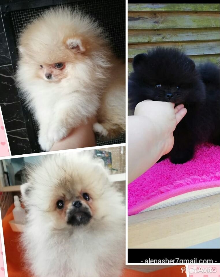 Разноцветные малыши