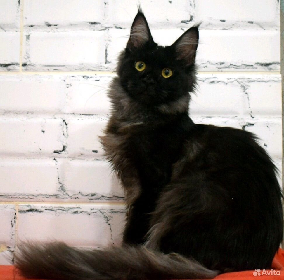 Кошечка черная дымная