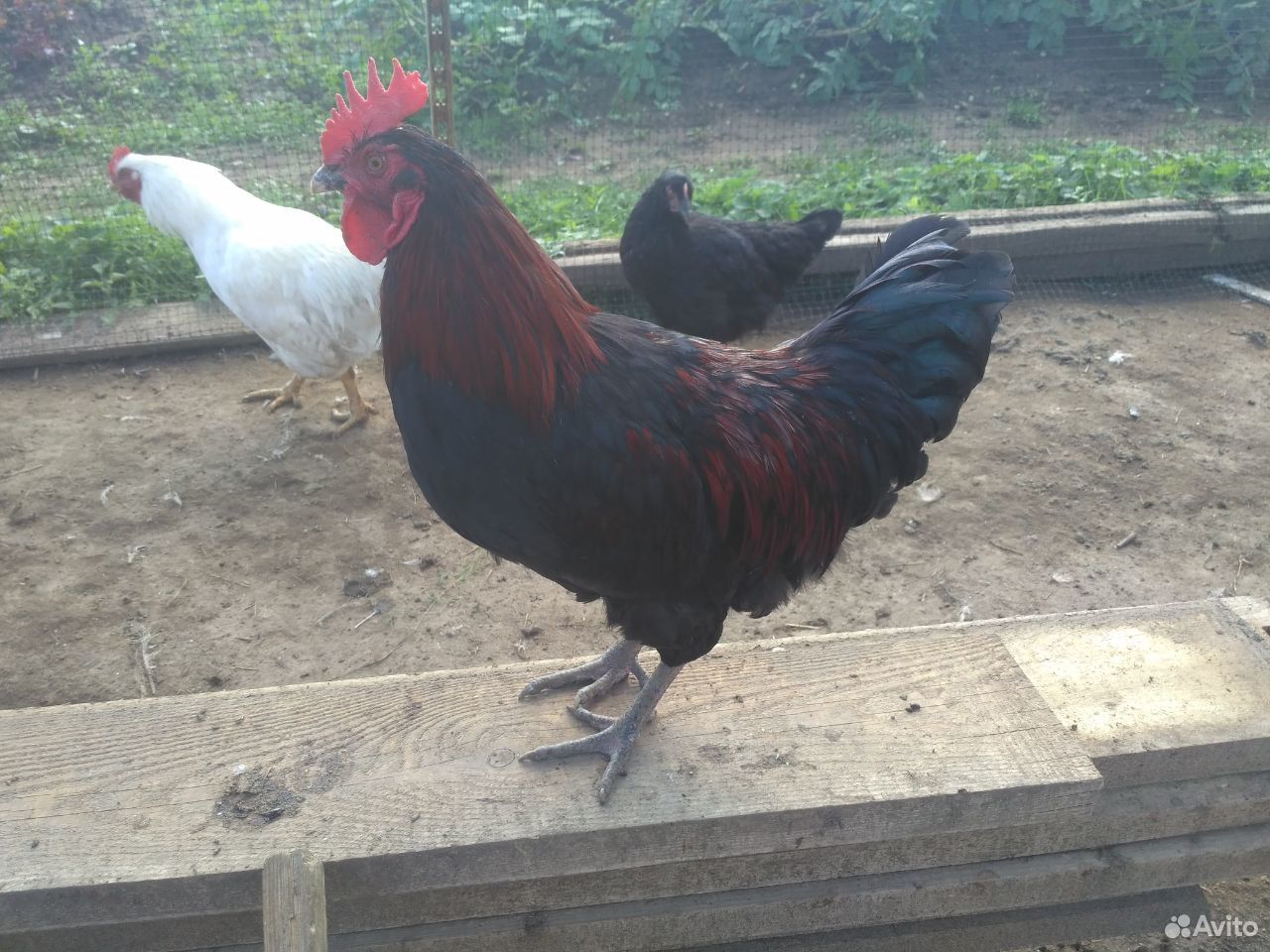 Продам породных петухов
