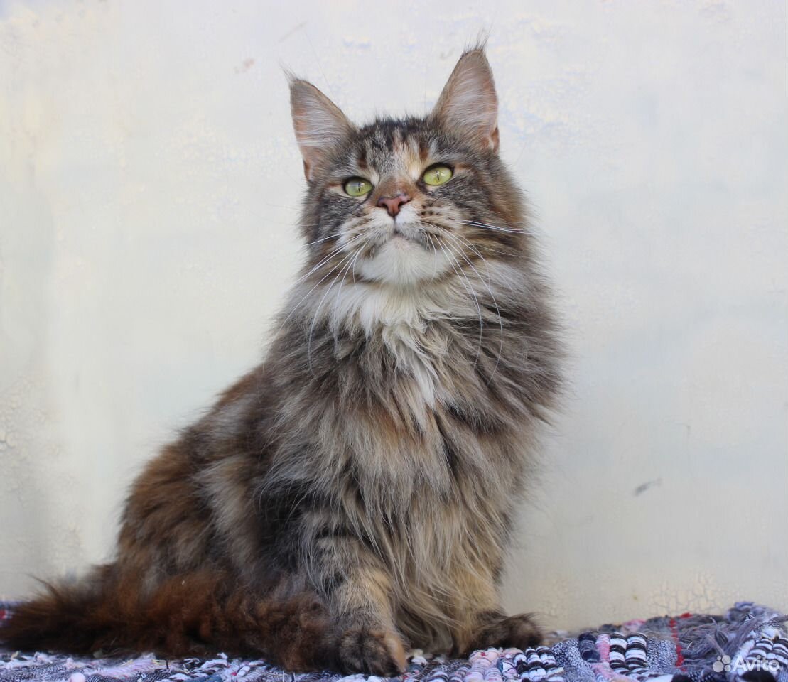 Молодая кошечка мейн кун