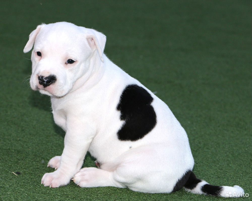 Красотка по имени Прелесть ждет мам и пап