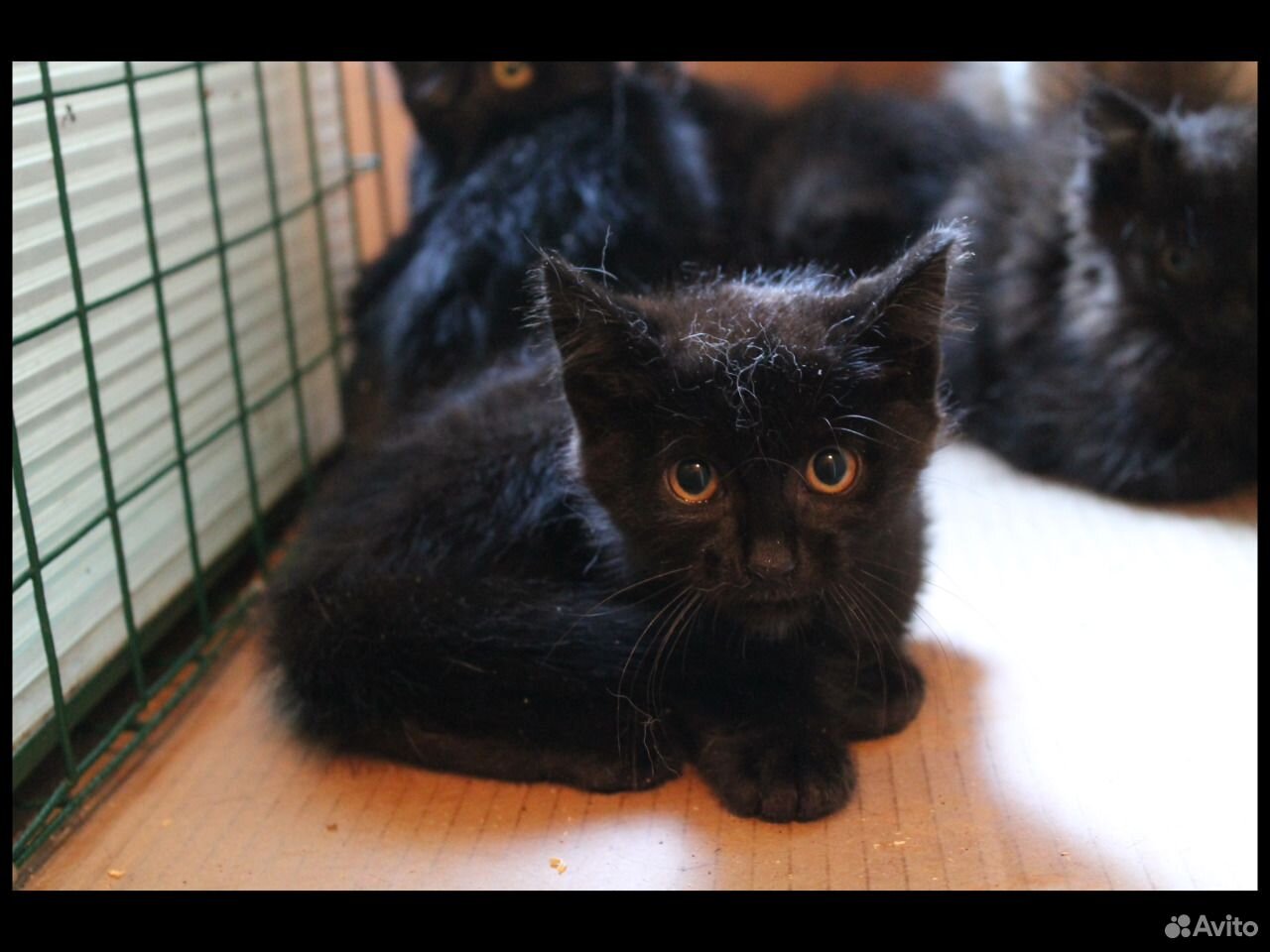 Котёнок чёрный ищет дом