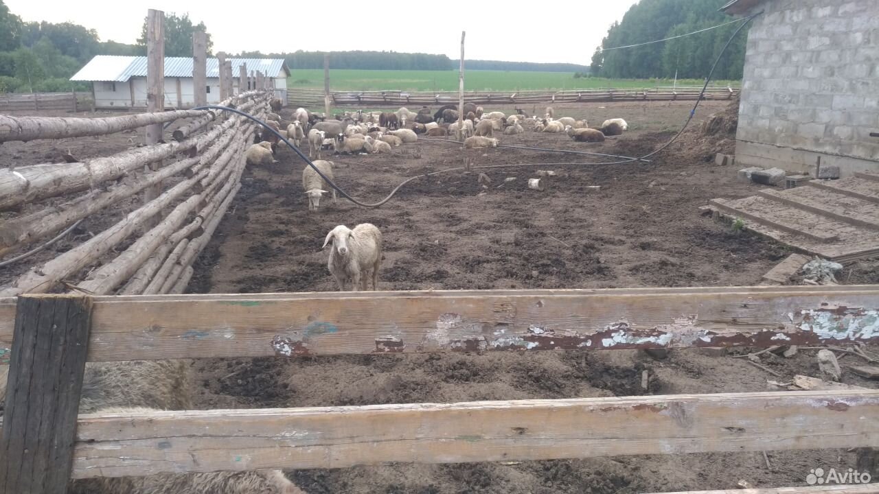 Бараны овцы