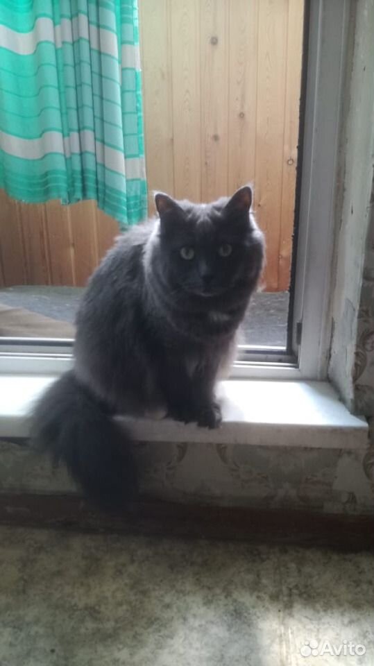 Кот Васька лечебный