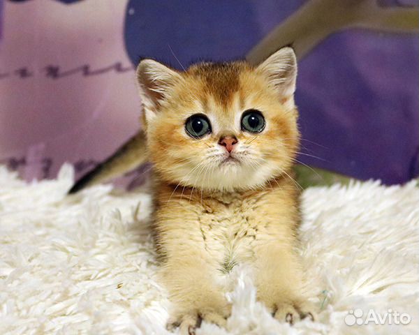 Золотая тикированная кошка скоттиш-страйт