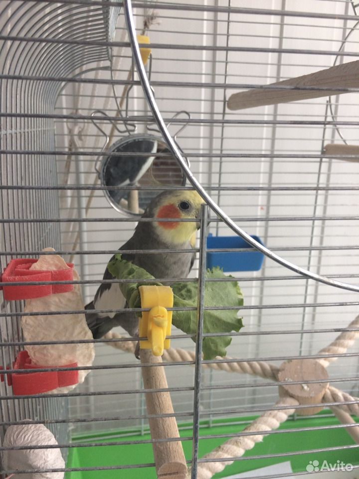 Попугай Гоша