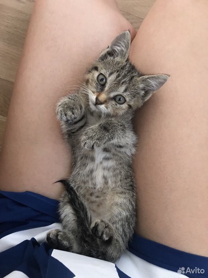 Котенок девочка в ответственные руки