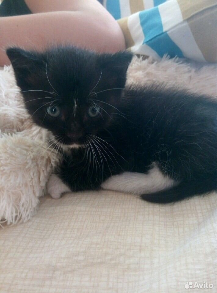 Котеночек, 1 мес
