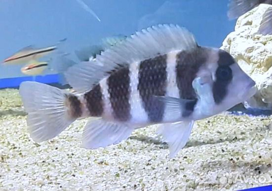 Фронтоза (Cyphotilapia)