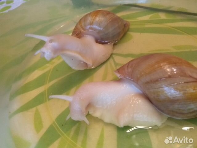 Улитки ахатины-белоснежки 8см(Фулика альбино боди)
