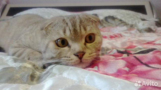 Вислоухое счастье