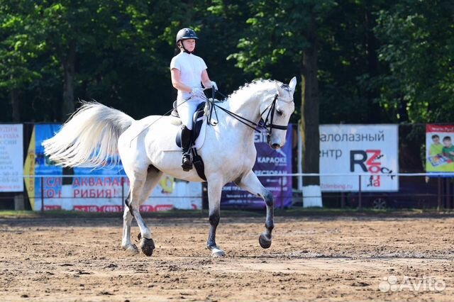 Красивый конь хобби класса