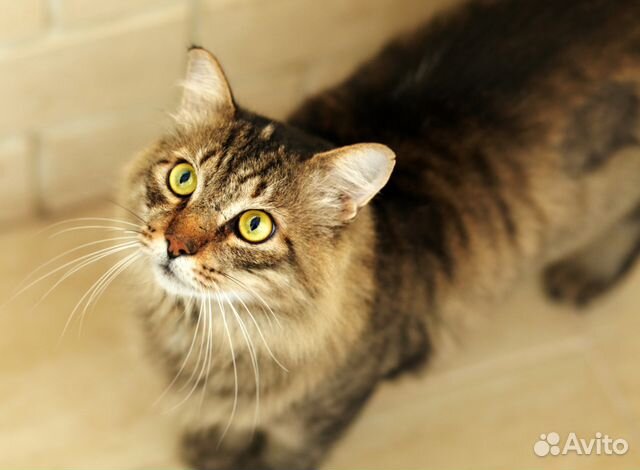 Кот Иннокентий ищет дом