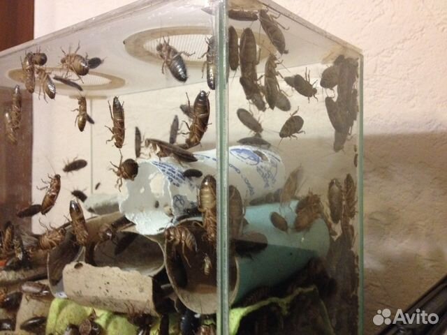 Мраморные тараканы