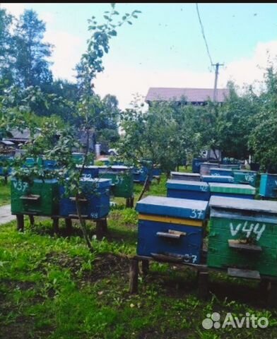 Пчелосемьи, пчелы, мёд, пчелопродукты
