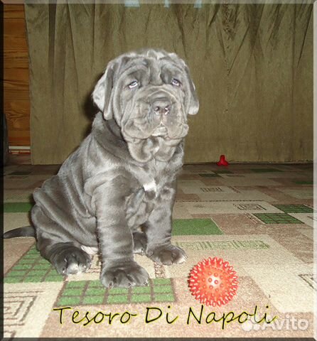 Щенки мастино (неаполитанский мастиф)