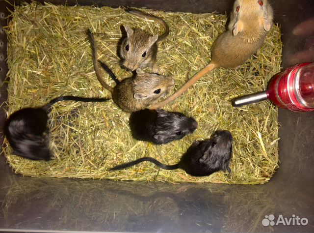 Продаются песчанки