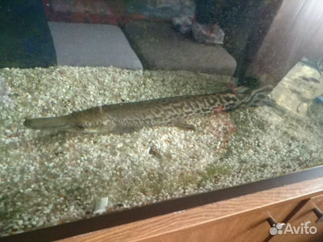 Щука панцирная