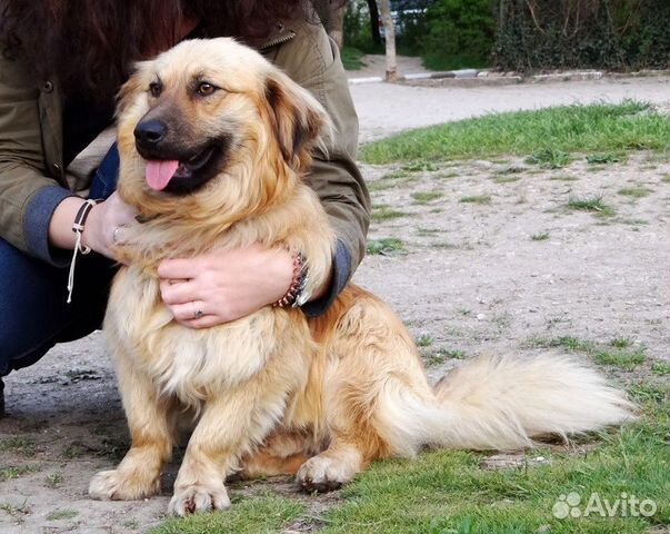 Пес Барон в хорошие руки