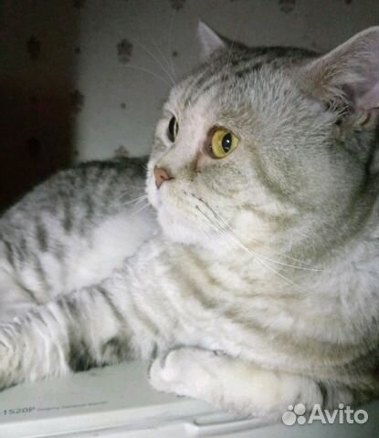Вязка кот скоттиш-страйт