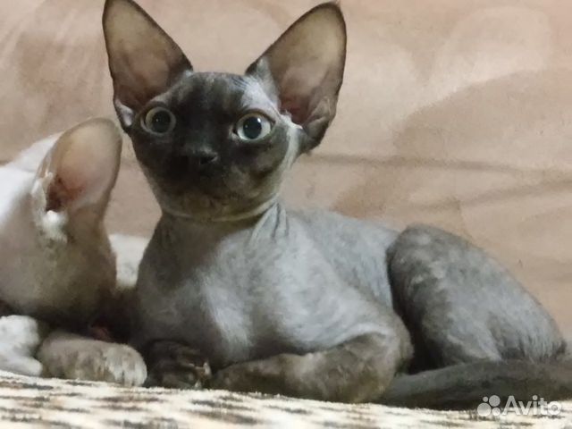 Кудрявые эльфики