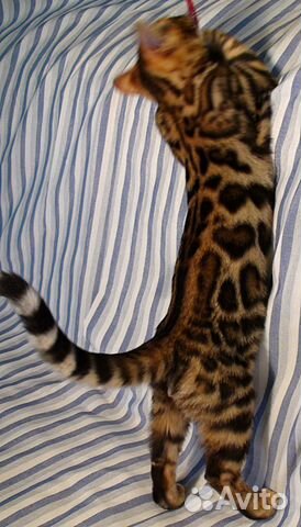 Котик в разведение
