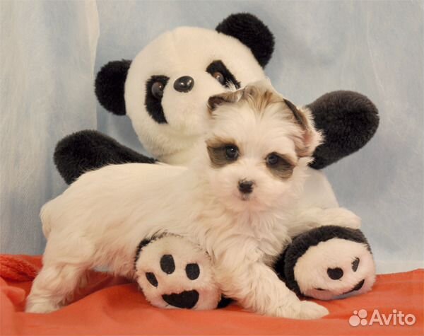 Панда девочка, редкого окраса