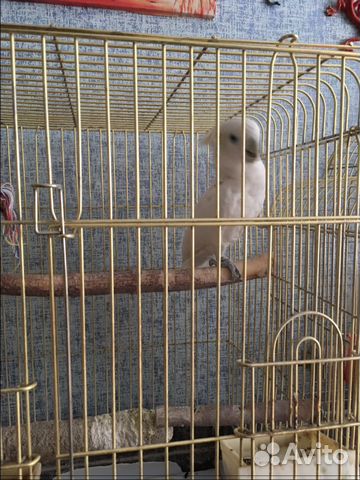 Соломоновый какаду