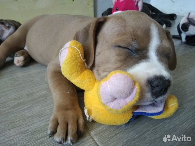 Конфетка аст