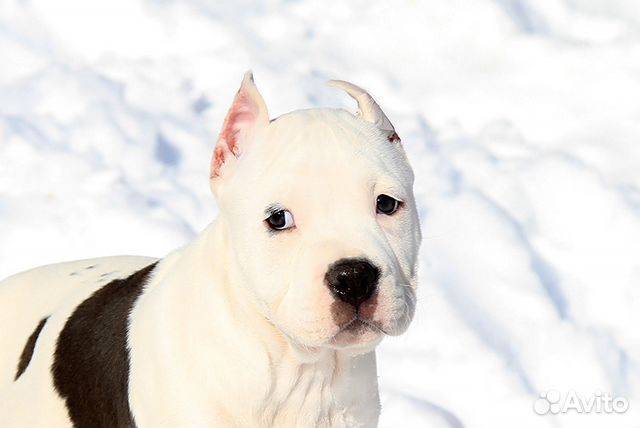 Мальчик амстаффа тяжелого типа