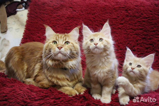 Котята Мейн-Кун от красивых больших родителей