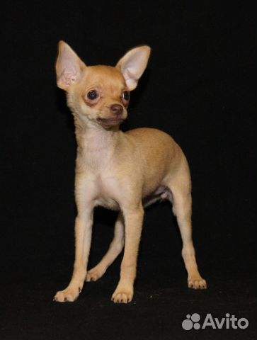 Смешная золотая малышка