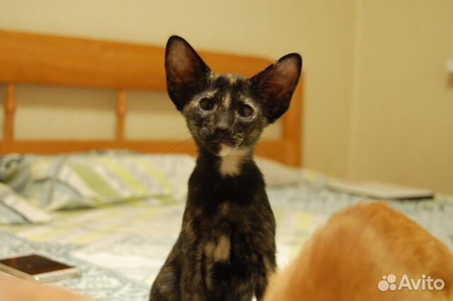Ориентальная кошечка окрас черная черепаха