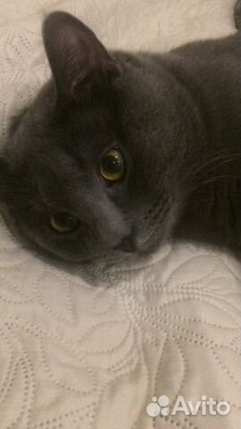 Британский кот