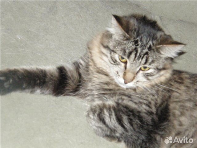 Кот в дар очаровательный мальчики Подя