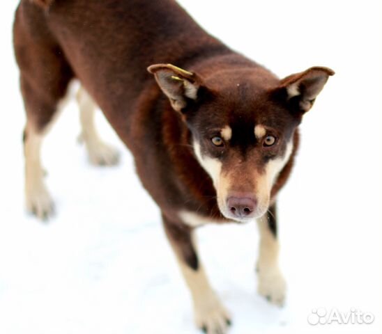 Бэтмен в добрые руки