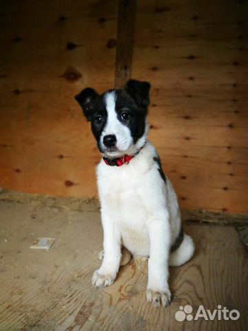 Маленькая Харли хочет домой